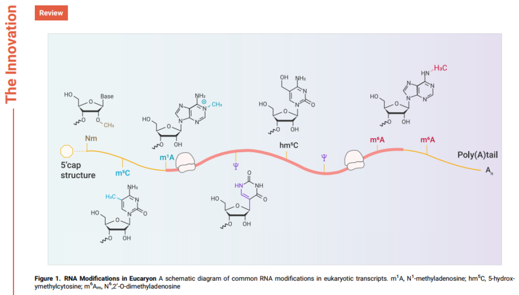 权威综述：RNA m6A 与癌症 - 知乎