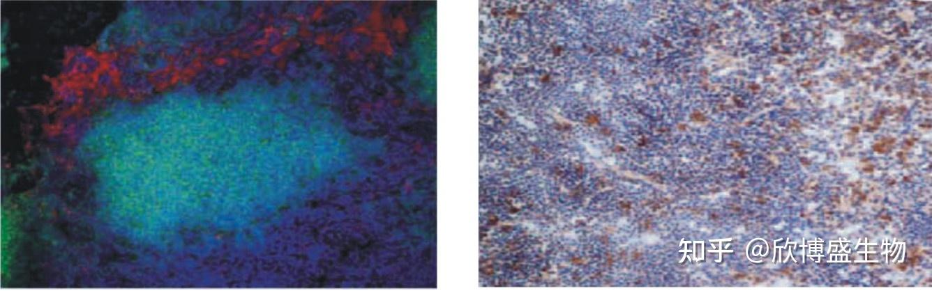 巨噬细胞标志物抗体--天然免疫学热点领域科研抗体(AbD Serotec®) - 知乎