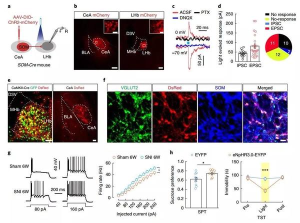 【文献解读】《Nature Neuroscience》发现慢性疼痛伴发抑郁症的神经环路 - 知乎