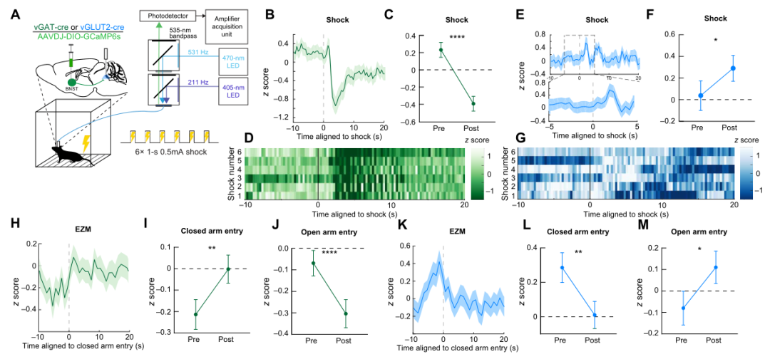 去猎食还是被猎食，一条神经环路抉择的两难《文献解读》BNST-PBN的神经环路改变威胁评估并能调节摄食行为 - 知乎