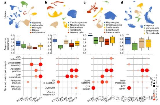 《Nature》重磅：继猪脑“复活”后的又一重大突破，OrganEx助力“起死回生” - 知乎