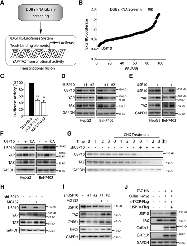 USP10通过去泛素化和稳定YAP/TAZ促进肝细胞癌的增殖 - 知乎