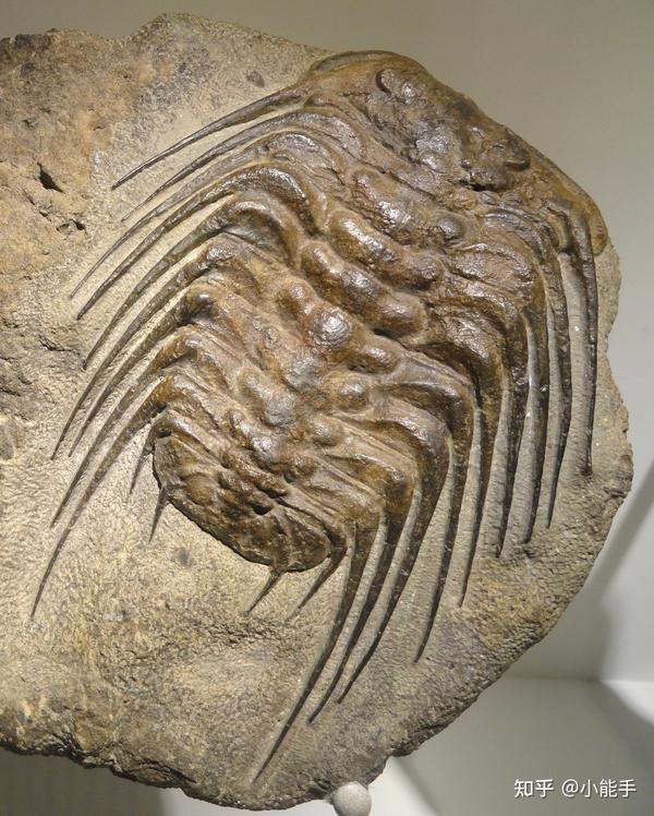 【三叶虫分类科普 2/ N 】裂肋虫目 - Lichida - 知乎