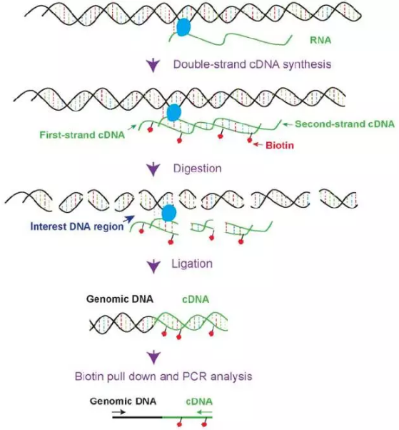 简史系列|RNA-RNA /DNA/Protein研究简史 - 知乎