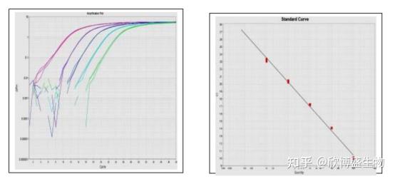 PCR定量检测mtDNA损伤及拷贝数变化 - 知乎