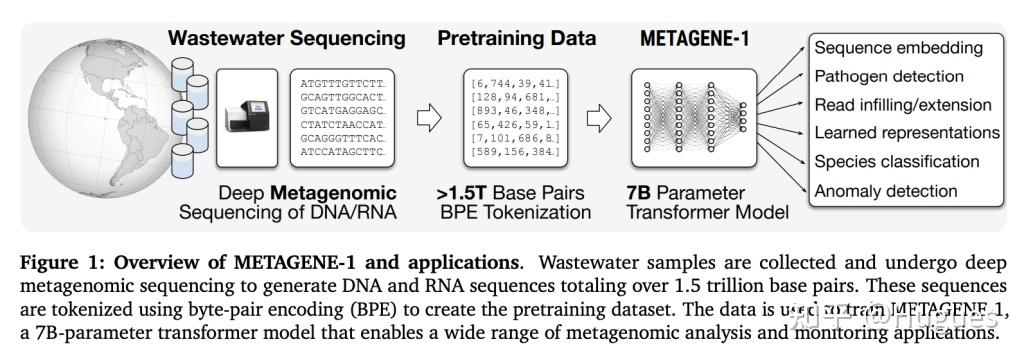 METAGENE-1 | 基于Transformer的宏基因组分析模型 - 知乎
