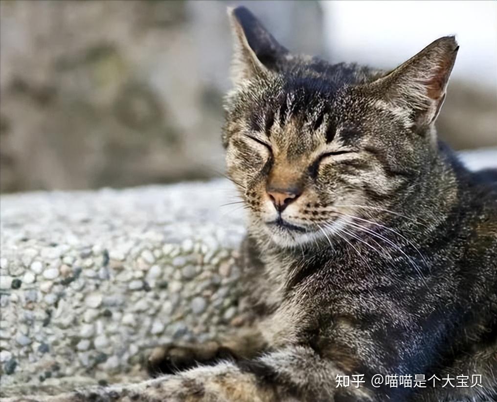 “狸花猫”——被低估的田园猫，值得被珍重 - 知乎