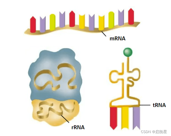 RNA及其提取 - 知乎