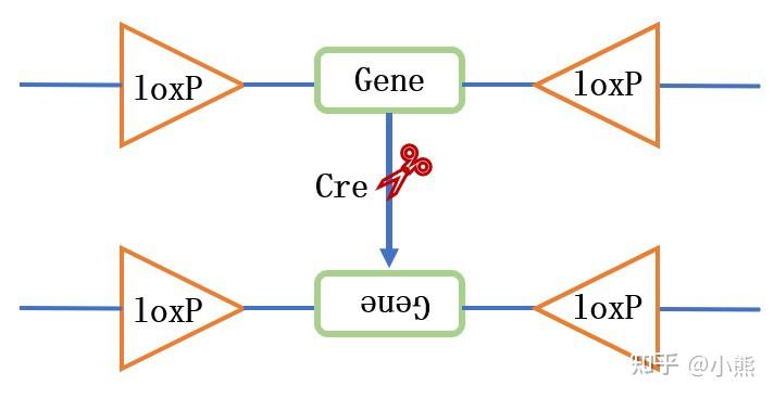 Cre-loxp系统简单介绍 - 知乎