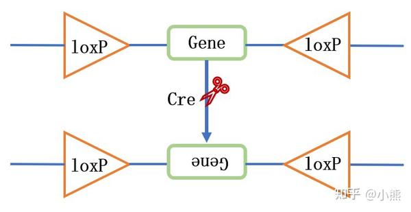 Cre-loxp系统简单介绍 - 知乎