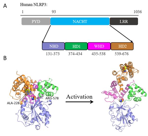 全新构象机制启迪下的靶向炎性小体药物设计 - 知乎