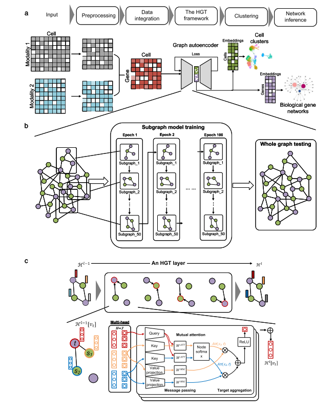 Nat. Commun. | 基于异构图Transformer的单细胞生物网络推理 - 知乎