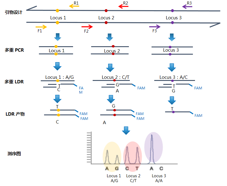 翼和经典服务项目｜SNP基因分型 - 知乎