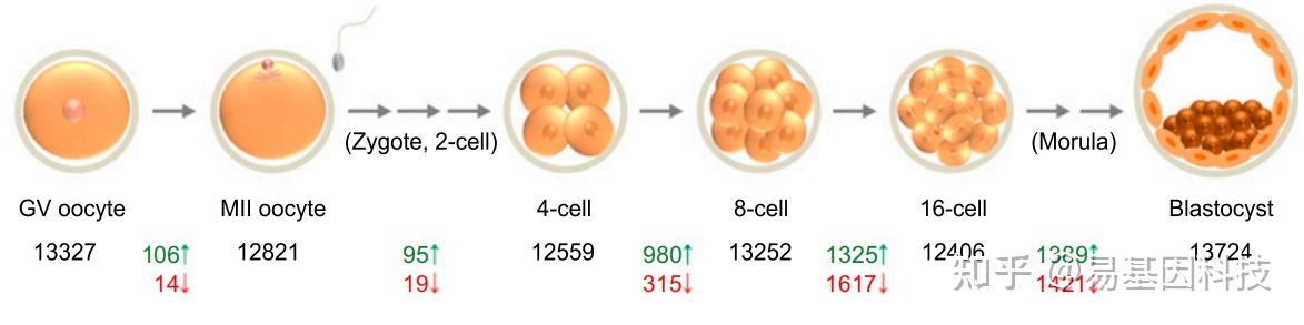 易基因｜DNA甲基化研究的测序数据挖掘思路：干货分享 - 知乎