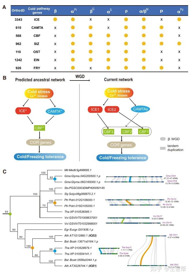MP|一文讲清被子植物古多倍化(WGD) - 知乎