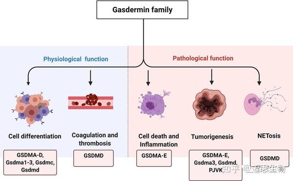 细胞焦亡&GSDM家族：GSDMD - 知乎