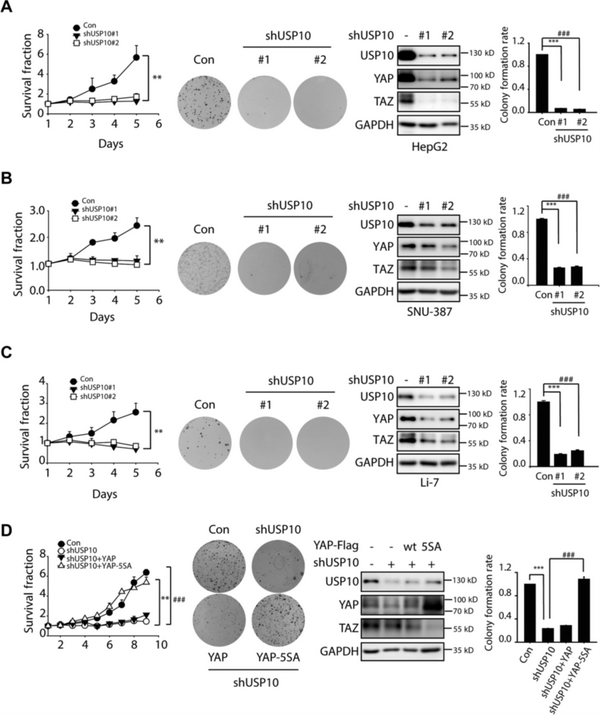 USP10通过去泛素化和稳定YAP/TAZ促进肝细胞癌的增殖 - 知乎