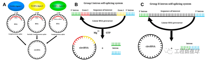 【耀文解读】一文读懂|不同IVT RNA(mRNA, saRNA, circRNA)的差异 - 知乎