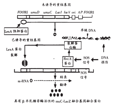 新品推荐 | SOS/umu遗传毒性检测试剂盒 - 知乎