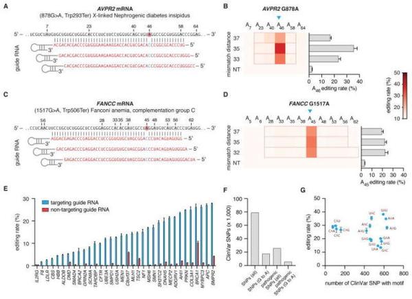 Science｜CRISPR-Cas13编辑RNA - 知乎