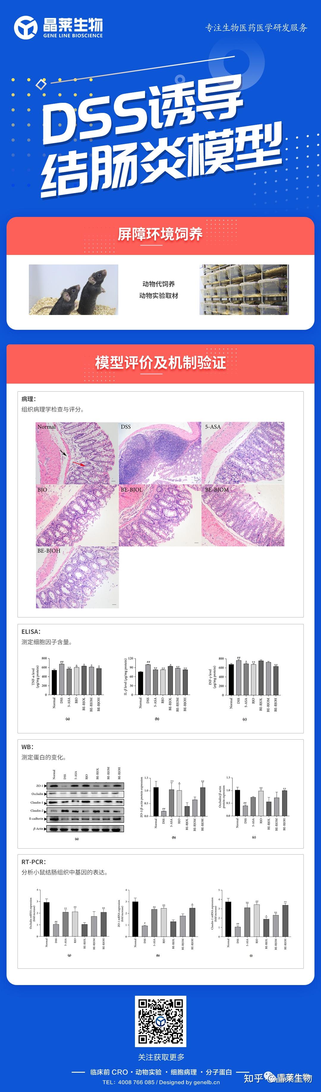 炎症肠道疾病研究必备 | 强力推荐：DSS诱导结肠炎模型案例分析及实验注意事项解析" - 知乎