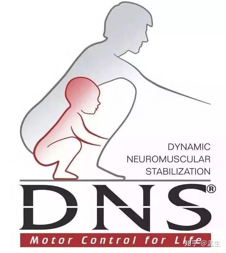 与生俱来的天赋异禀——神奇的DNS神经肌肉稳定术 - 知乎