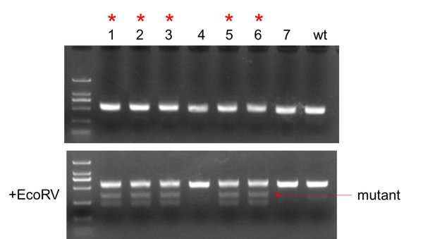 案例分享：Hspa5基因组织特异性敲除小鼠(Loxp)构建技术报告 - 知乎