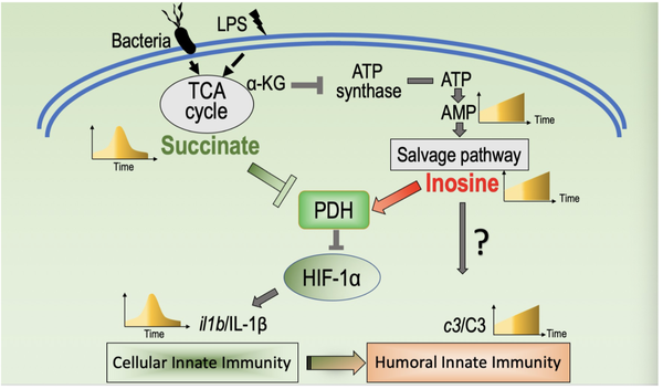 PLOS Pathogens丨琥珀酸和肌苷协调对细菌感染的先天免疫反应 - 知乎