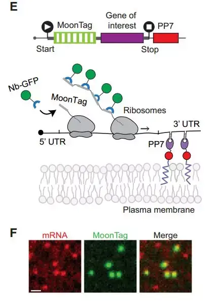 Cell 新技术 | SunTag之后又来MoonTag，点亮单分子mRNA翻译过程 - 知乎