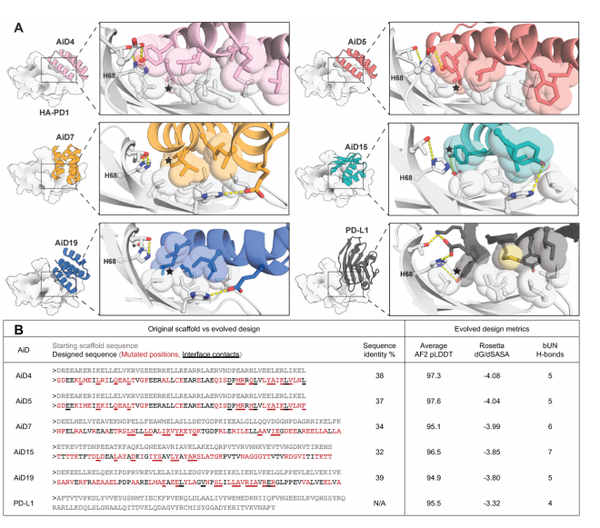 bioRxiv|利用AlphaFold_Multimer和ProteinMPNN迭代循环设计出具有高亲和力的蛋白结合物 - 知乎