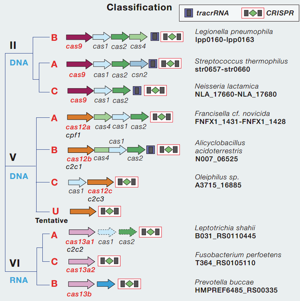 Cas Protein - Cas9蛋白作用机制详解 - 知乎