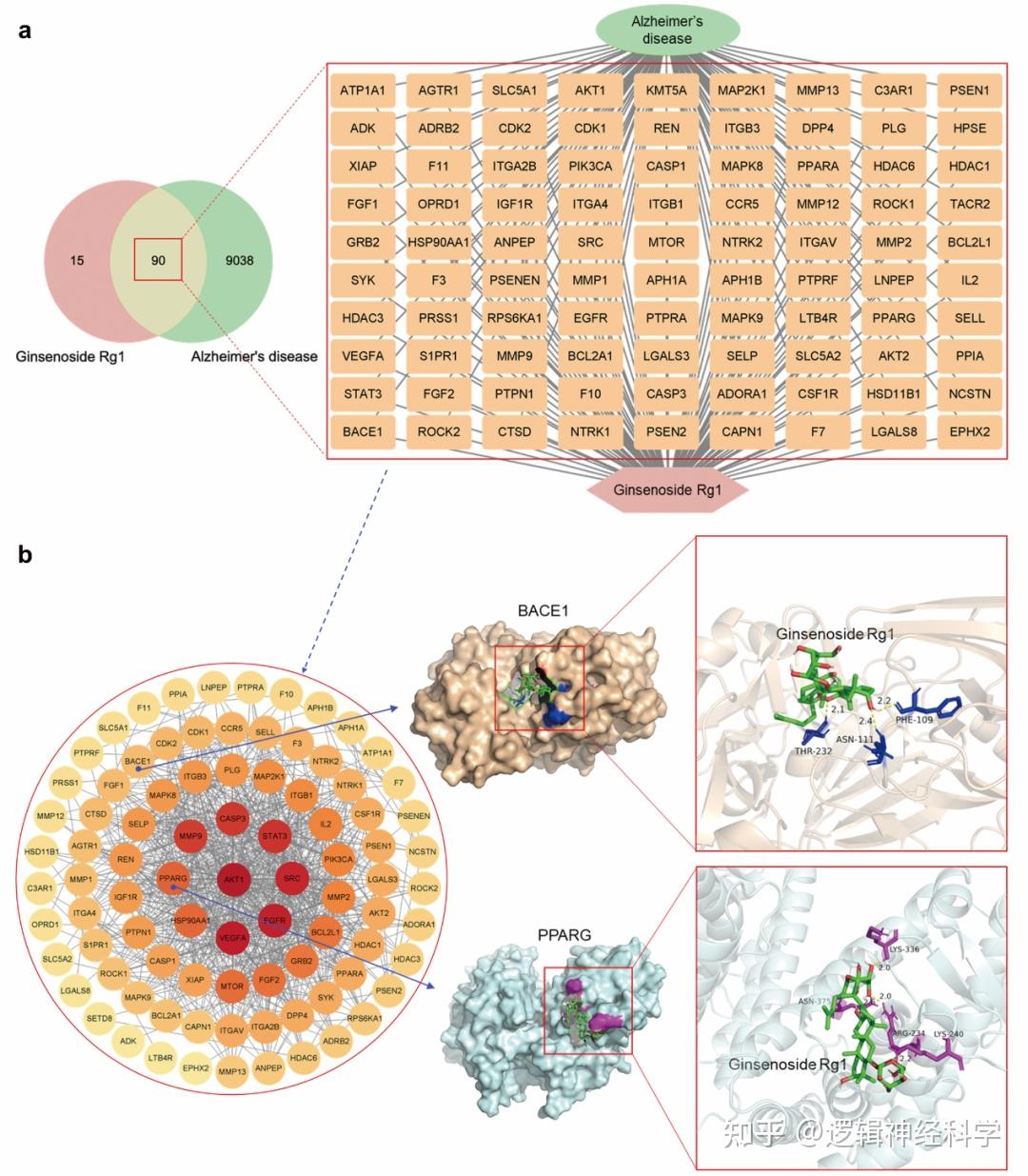 APS 综述︱安徽中医药大学朱国旗团队综述人参皂苷Rg1在神经系统疾病中新进展 - 知乎