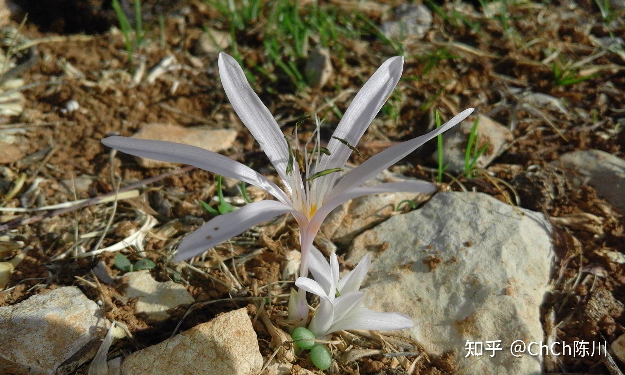 多肉植物全图鉴17：秋水仙科（Colchicaceae），秋水仙属（Colchicum） 原始种A-H - 知乎