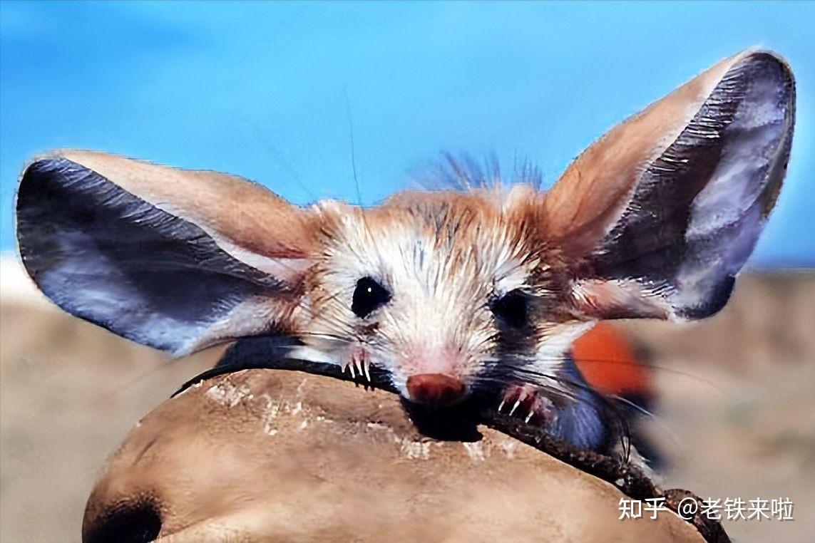 长着大耳朵的长耳跳鼠，看起来超可爱！尾巴是身体的两倍长 - 知乎