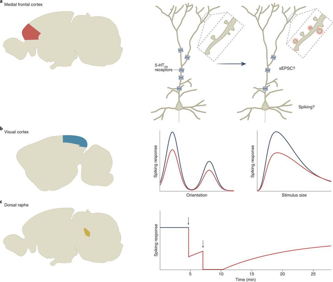 Nat Neurosci最新综述：迷幻药作用的神经基础 - 知乎