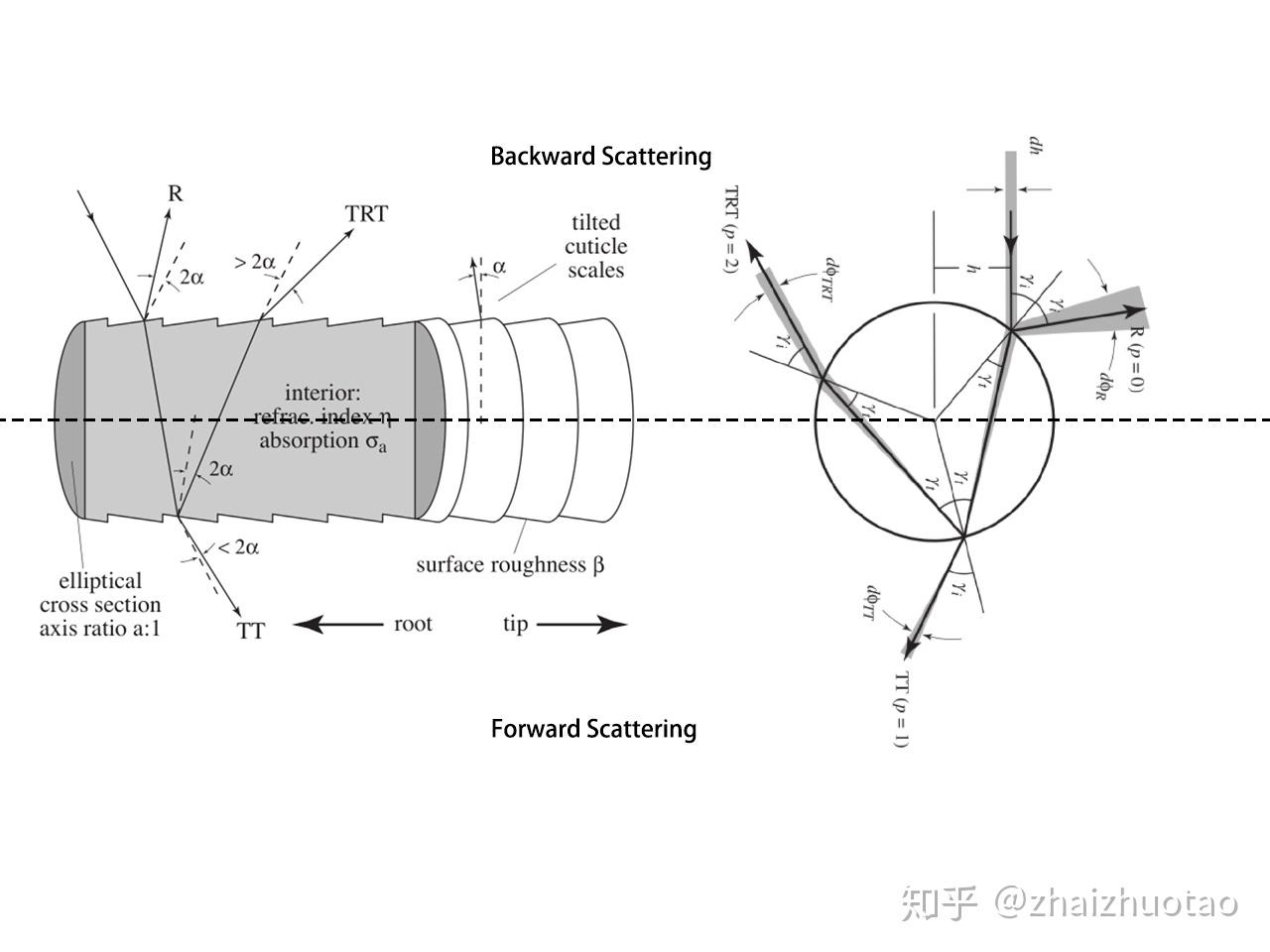 Strand based hair rendering实践——Dual Scattering算法 - 知乎