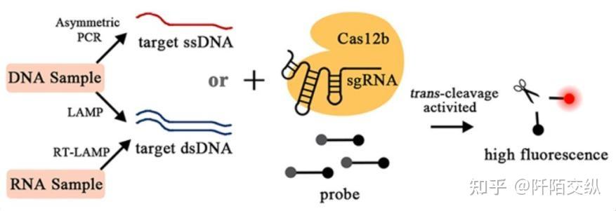 基于CRISPR的诊断技术 - 知乎
