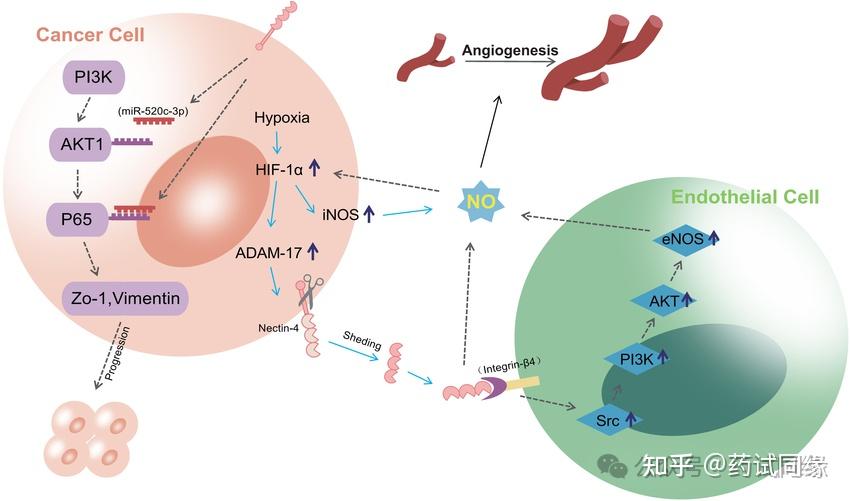 肿瘤治疗：全球 Nectin-4 靶向抗体偶联物(ADC)药物研发新进展 - 知乎