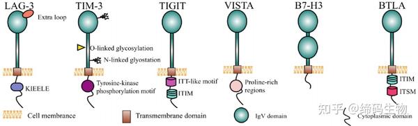 肿瘤免疫靶点 | TIM-3 - 知乎