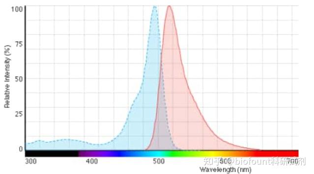 Fluo-4 AM钙离子荧光探针（染色原理、使用步骤、光谱） - 知乎