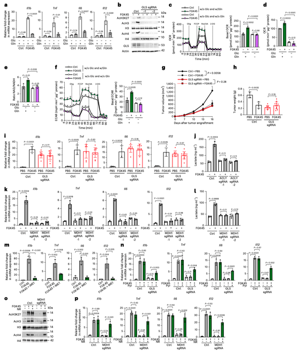 Nature Immunology丨CD40 信号重新连接脂肪酸和谷氨酰胺代谢以刺激巨噬细胞抗肿瘤发生功能 - 知乎