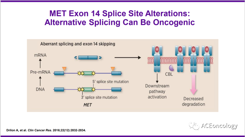 大咖说｜Paul Paik 教授谈 MET 14 外显子跳跃突变非小细胞肺癌（NSCLC）的治疗策略 - 知乎