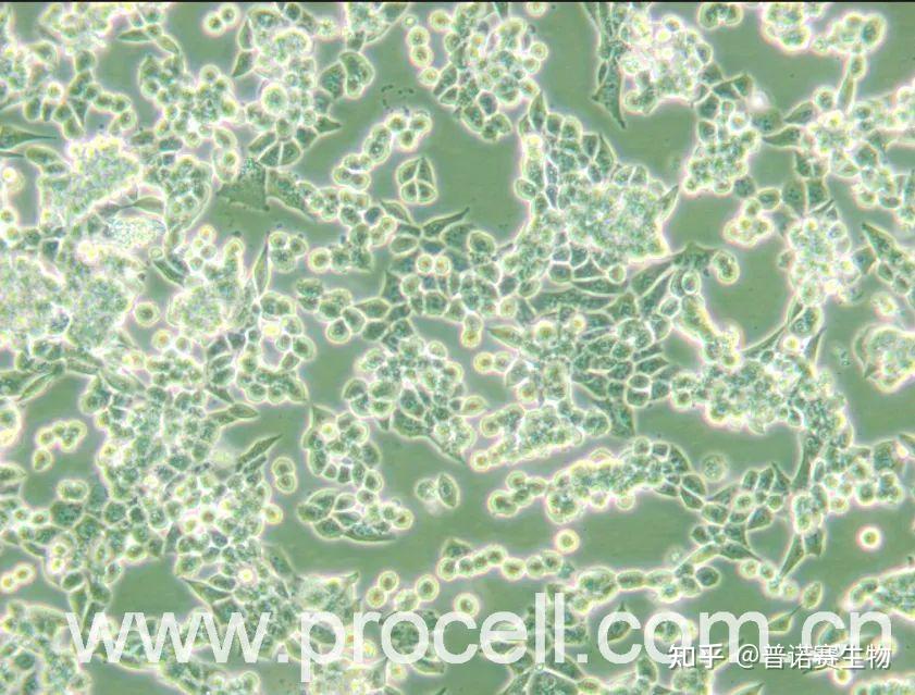 细胞学堂 | LLC细胞培养技巧精讲，让你轻松掌握 - 知乎