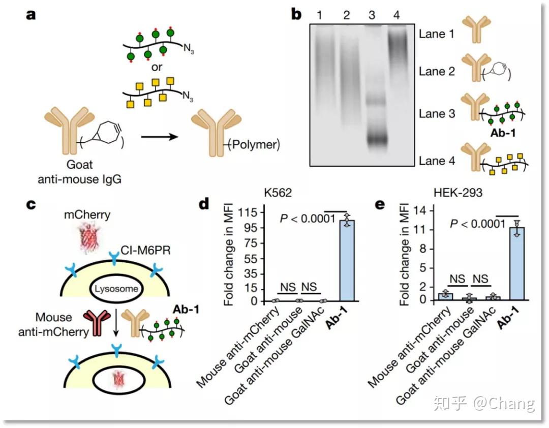 Nature：斯坦福Carolyn R. Bertozzi课题组报道新型LYTAC蛋白降解技术 - 知乎