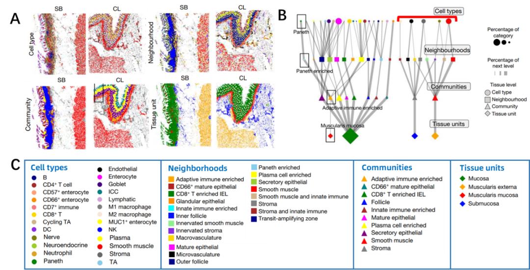 Nature：PhenoCycler-Fusion空间单细胞蛋白组学（简称PCF,原CODEX）构建肠道组织结构图谱 - 知乎