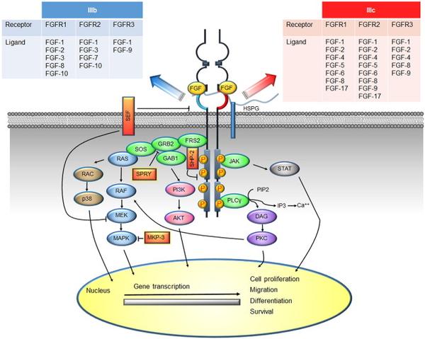 95--CCND1,FGF19,FGF3,FGF4共突变胃癌 - 知乎