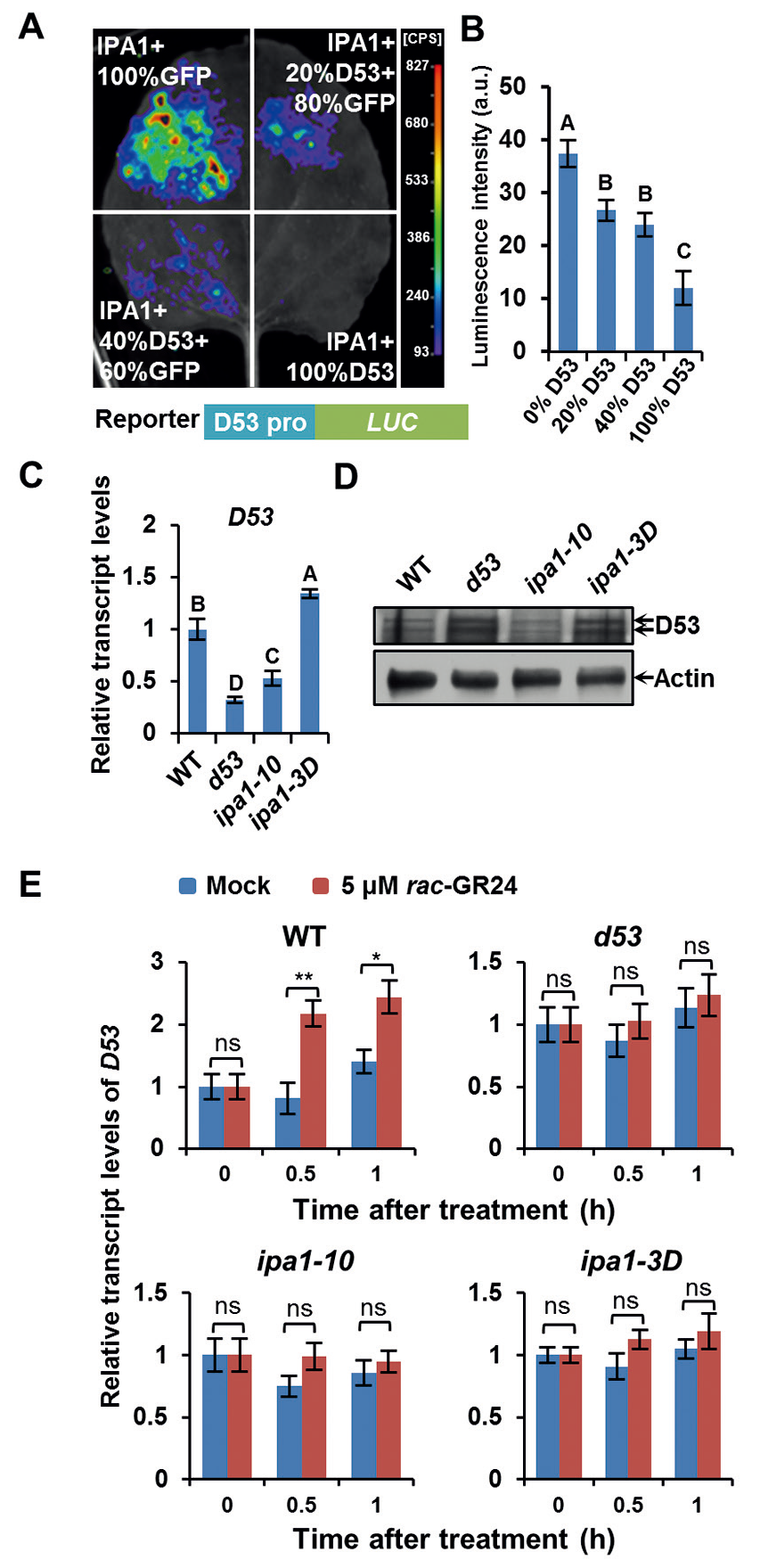 转录因子IPA1，次次都能发顶刊是怎么做到的？ - 知乎