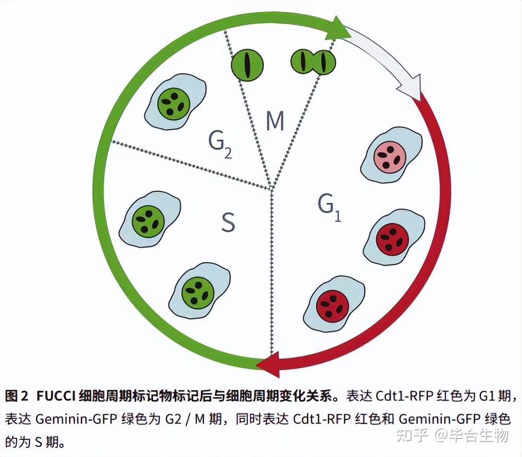 细胞周期的检测方法 - 知乎