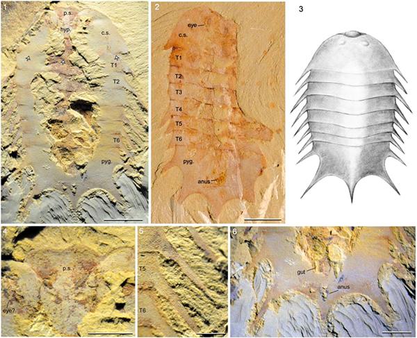 【地球演义】三叶兴亡录2－亲族 - 知乎