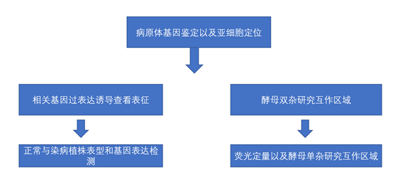 客户文章|Plant Cell Environ.枣植原体效应因子SJP1和SJP2诱导枣侧芽不断萌发形成丛枝 - 知乎